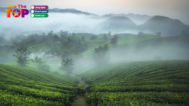Đồi chè Long Cốc Phú Thọ - Địa điểm sống ảo cực HOT